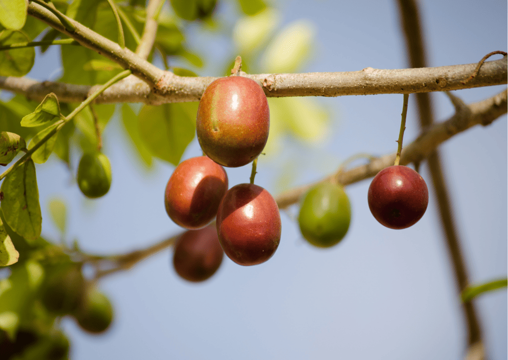 Fruits in Guatemala - 12 Exotic Guatemalan Fruits You Should Try