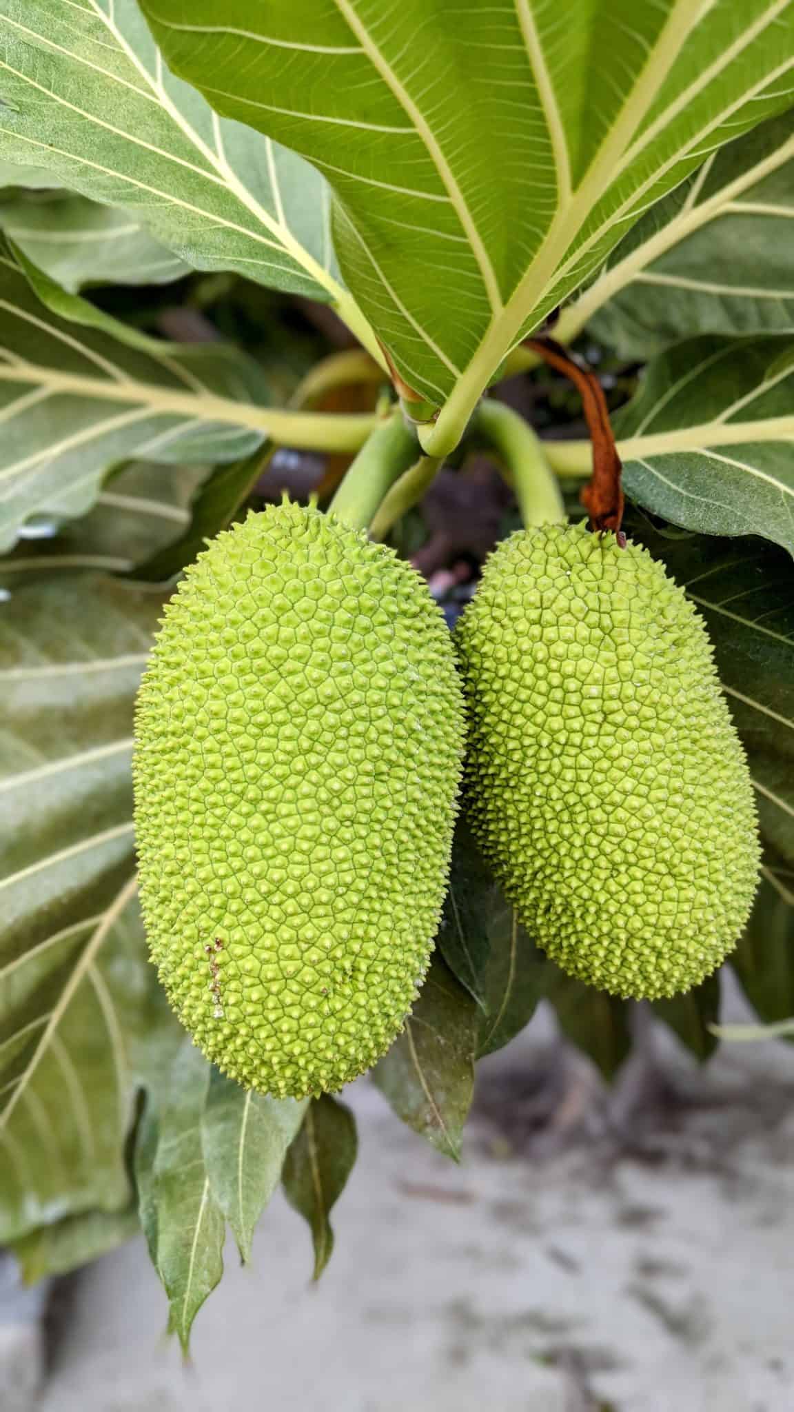 Fruits in Costa Rica - 30 Exotic Costa Rican Fruits To Try