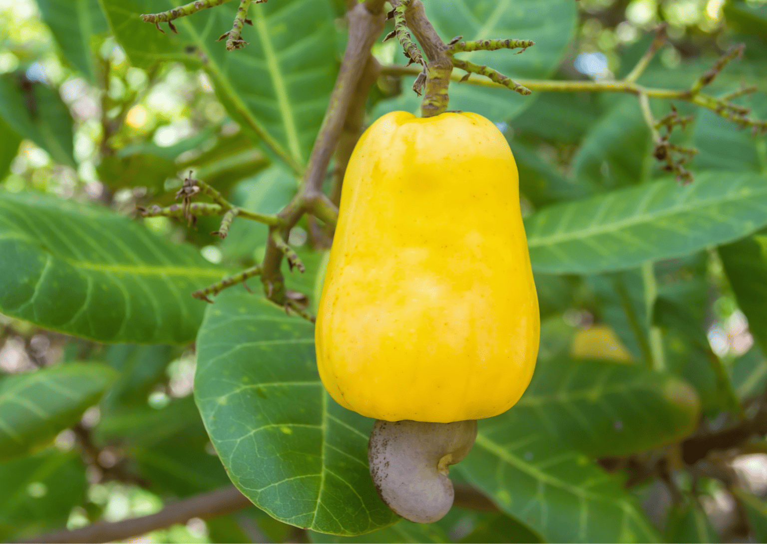 Exotic El Salvador Fruits - 30 Fruits in El Salvador