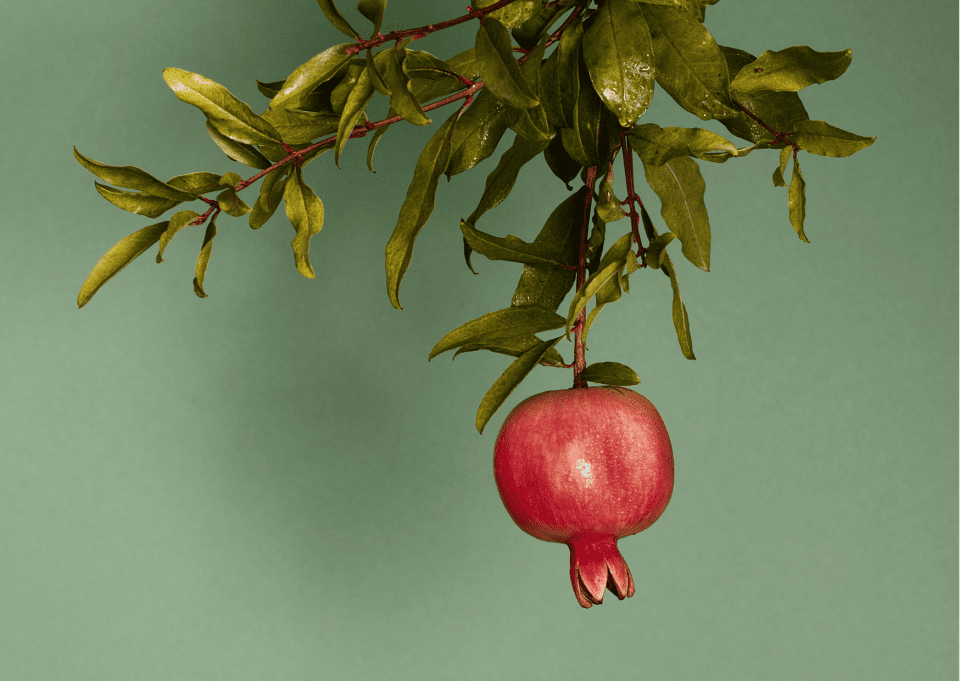 Portuguese Fruits - 25 Portugal Fruits You Shouldn't Miss