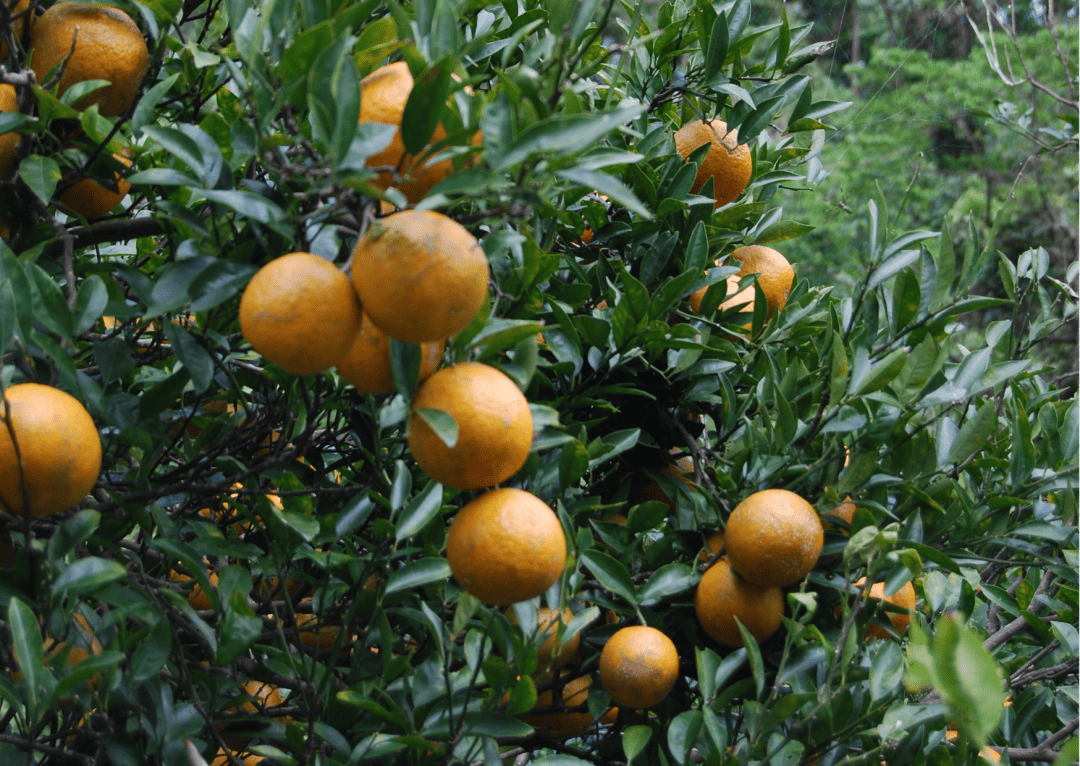 Japan Fruits - Traditional Fruits in Japan to Try