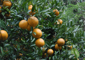 Japan Fruits - Traditional Fruits in Japan to Try