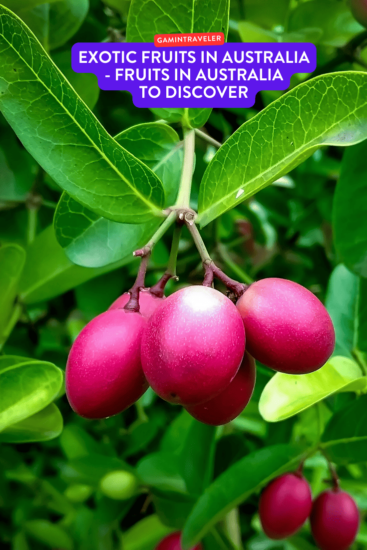 Exotic Fruits In Australia - Fruits In Australia To Discover