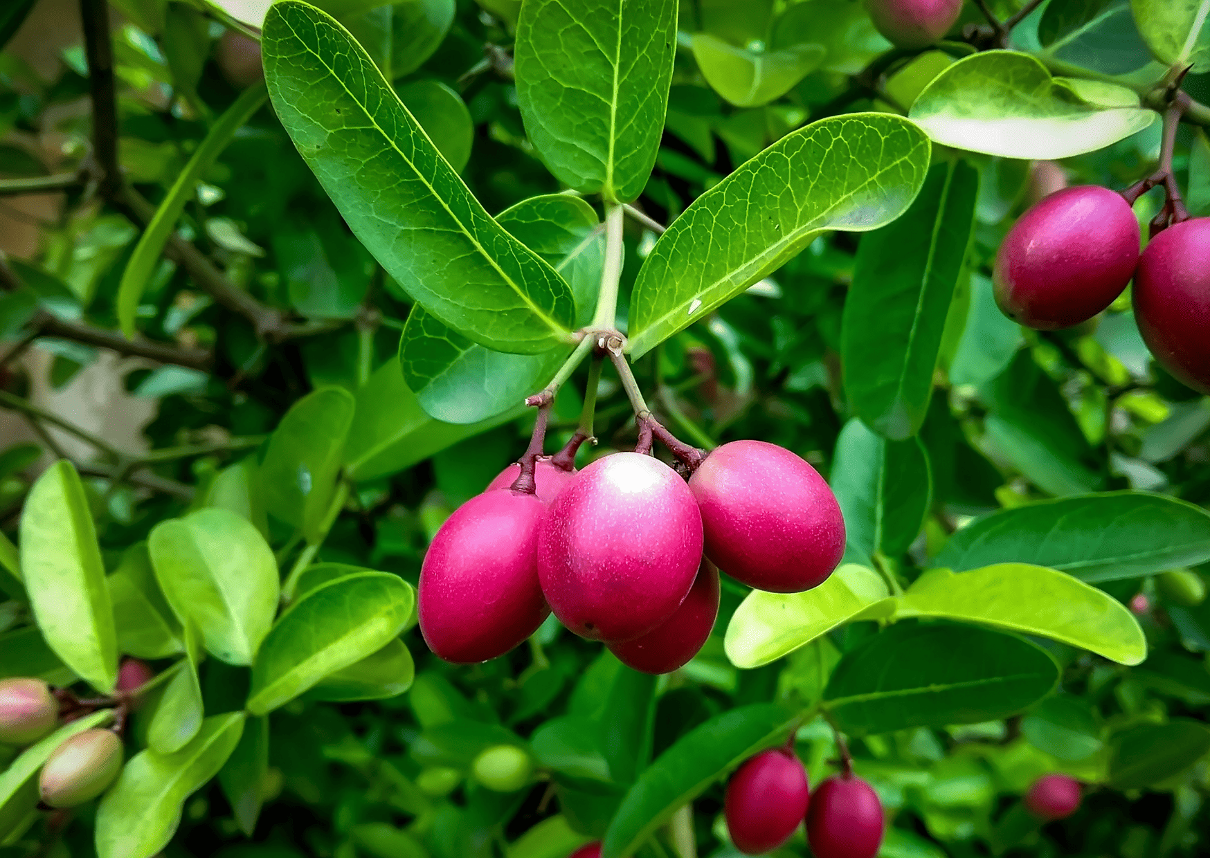 Exotic Fruits In Australia - Fruits In Australia To Discover