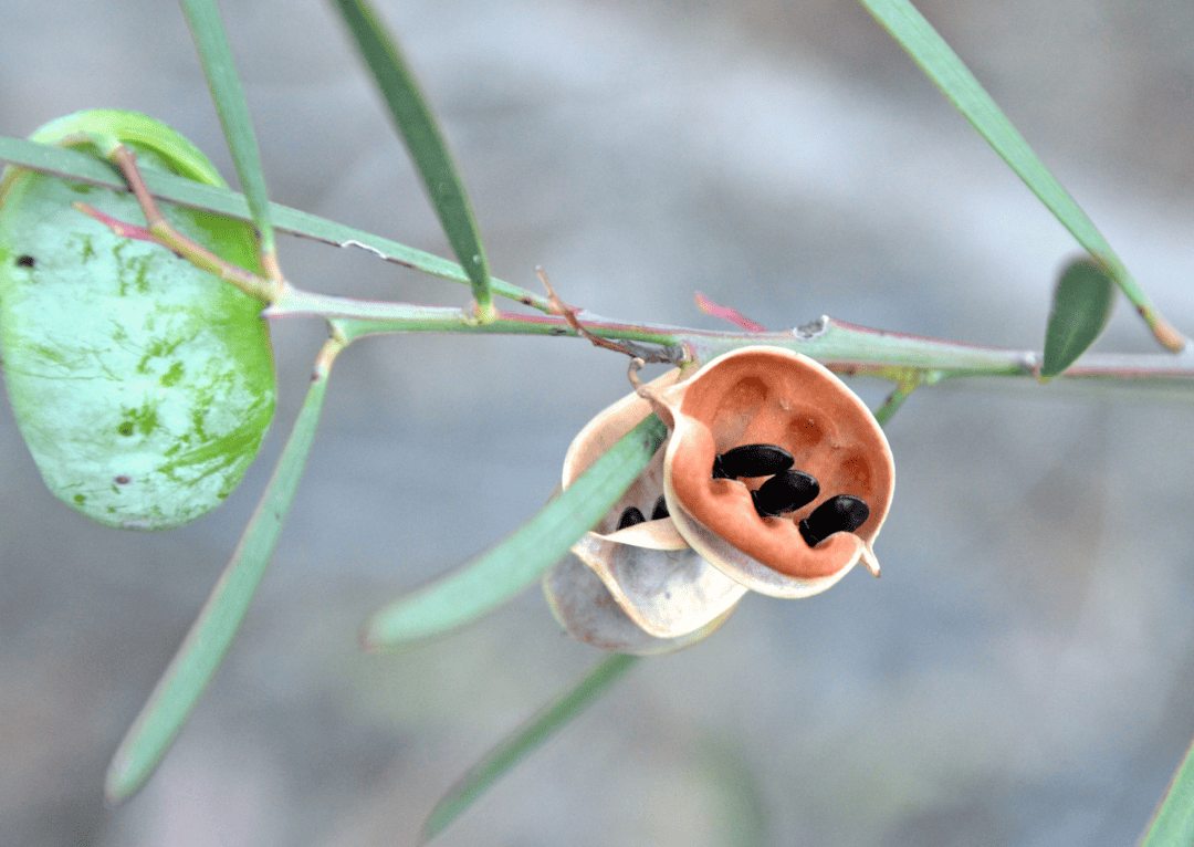 Exotic Fruits In Australia - Fruits In Australia To Discover