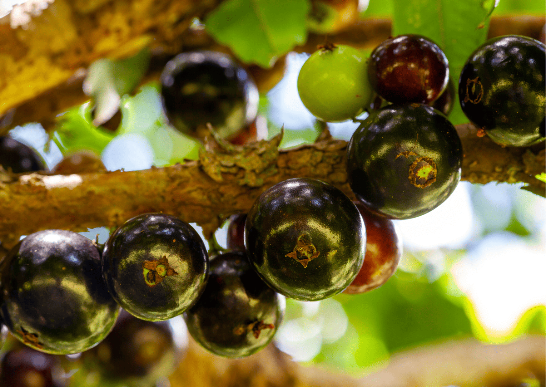 Madagascar Fruits And Vegetables And Exotic Fruits To Try