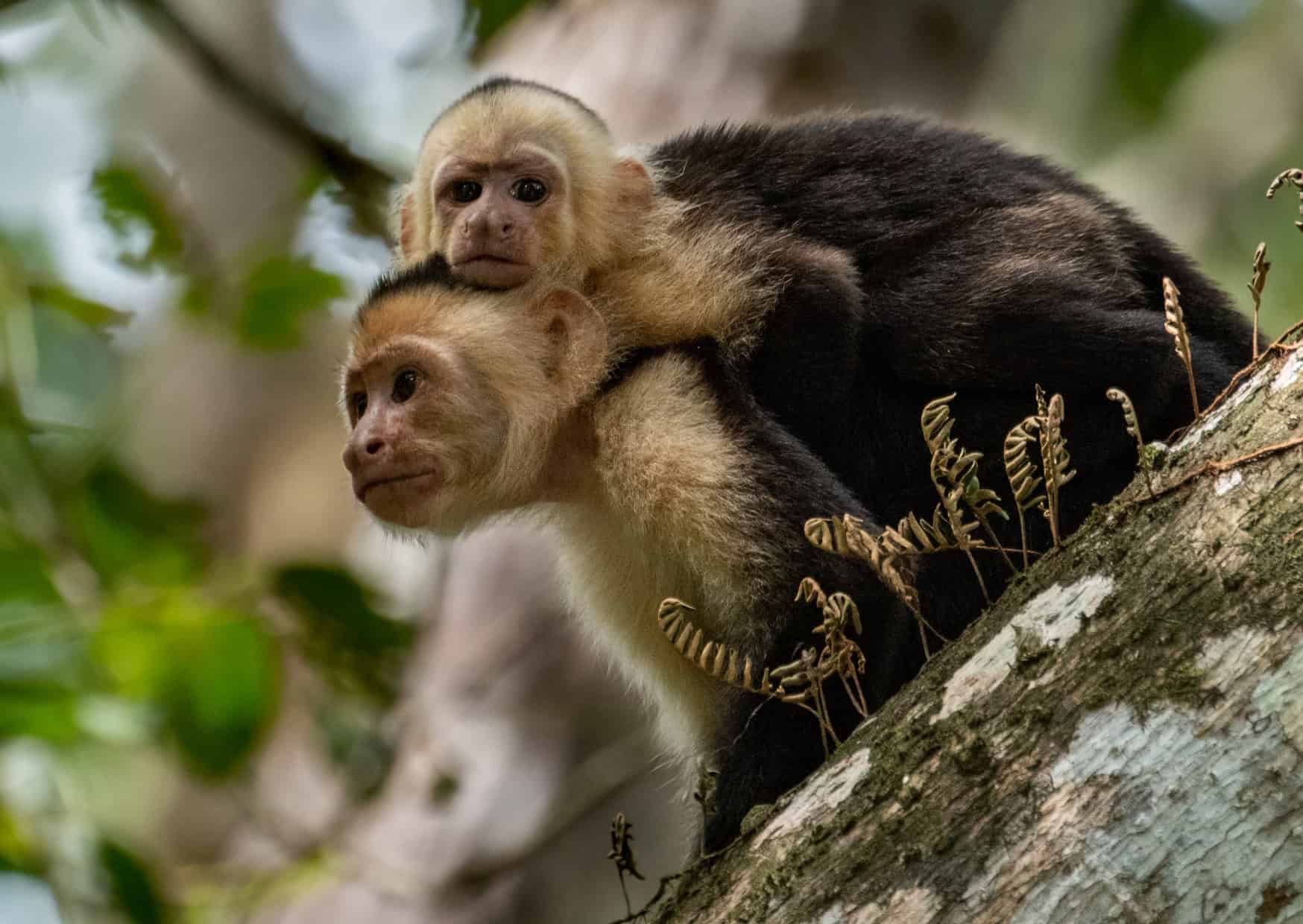 15 Things That Surprise Americans The Most In Costa Rica