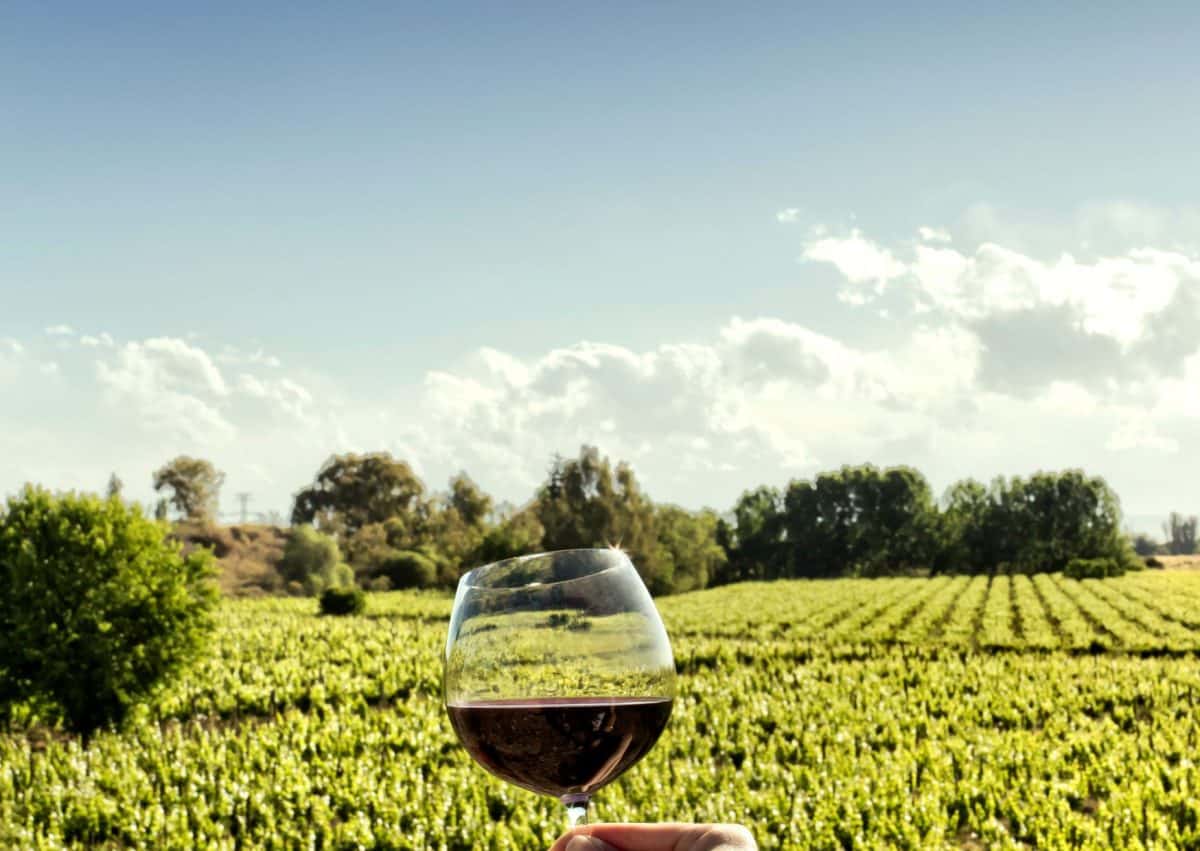 The 10 Most Popular Wines In The World (And Why They May Not Be What ...