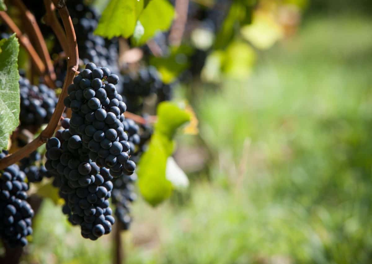 The 10 Most Popular Wines In The World (And Why They May Not Be What ...