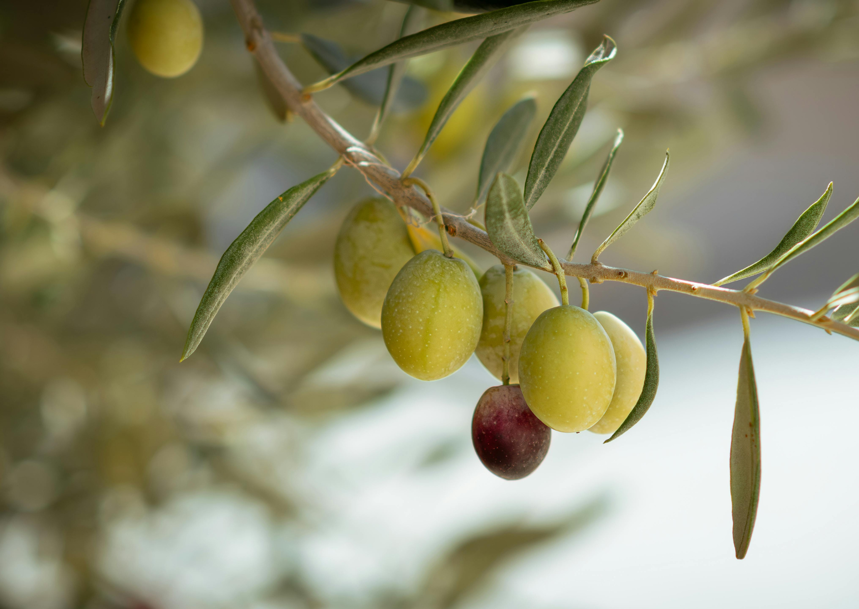 What Happens When You Stop Eating Seed Oils For 14 Days (With Recipe ...